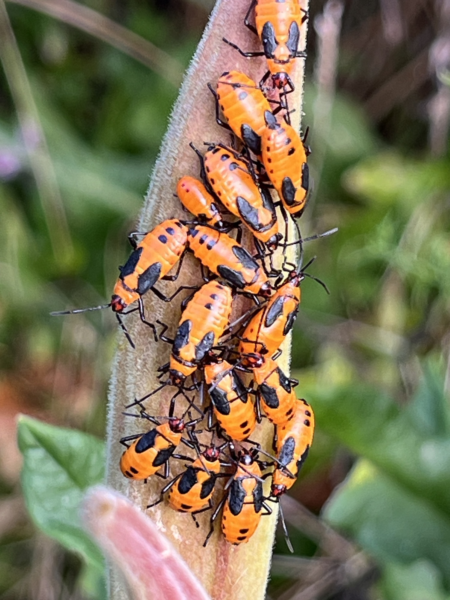 Milkweed bugs | Trish Joseph's Garden Blog
